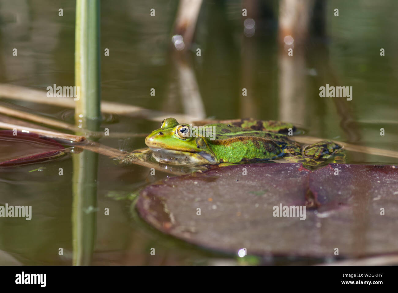 Frog swimming in water hi-res stock photography and images - Alamy
