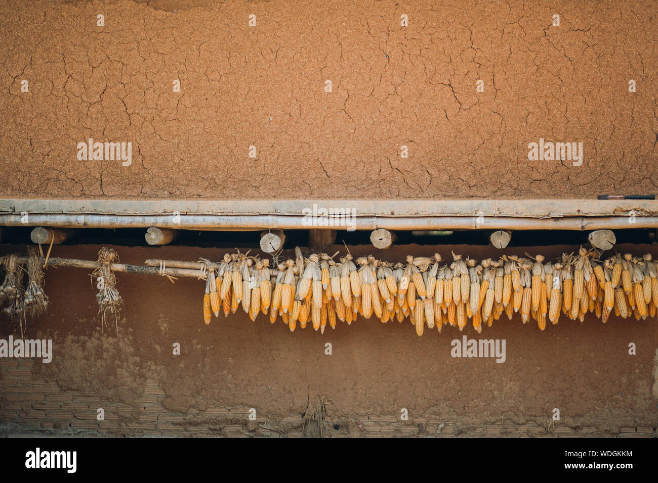 Corn crop drying hi-res stock photography and images - Alamy