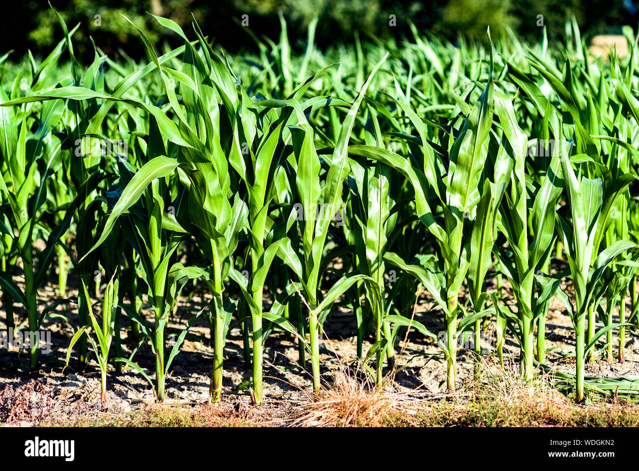 Blooming corn hi-res stock photography and images - Alamy