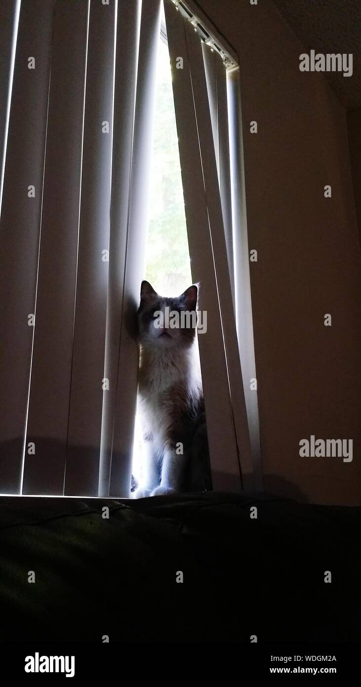Peeping cat hi-res stock photography and images - Alamy