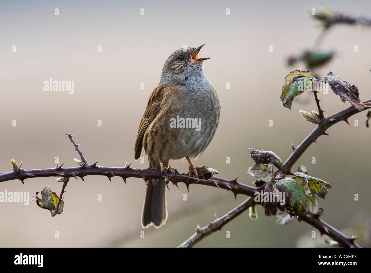 Singing dunnock hi-res stock photography and images - Alamy