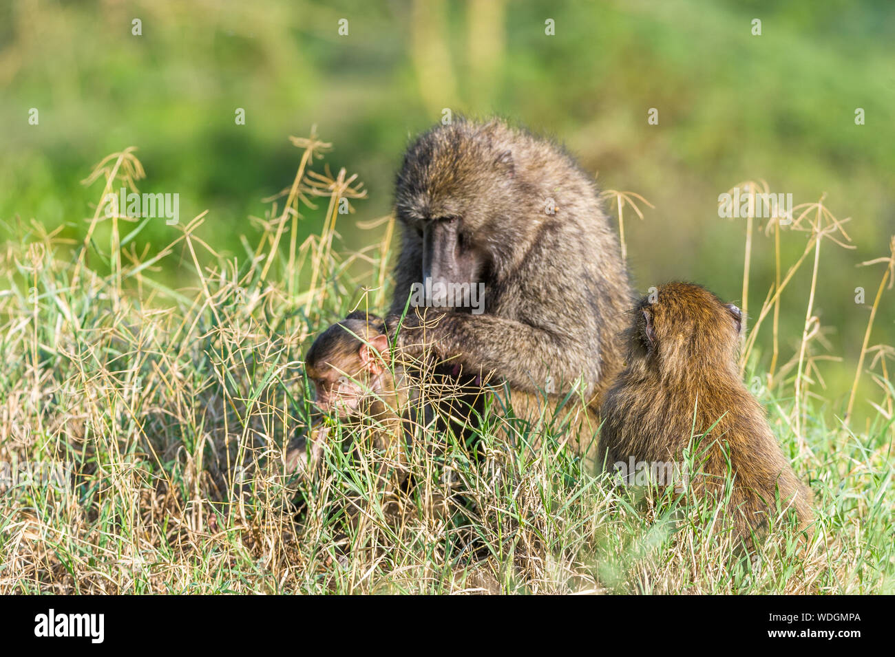 Animal family hi-res stock photography and images - Alamy