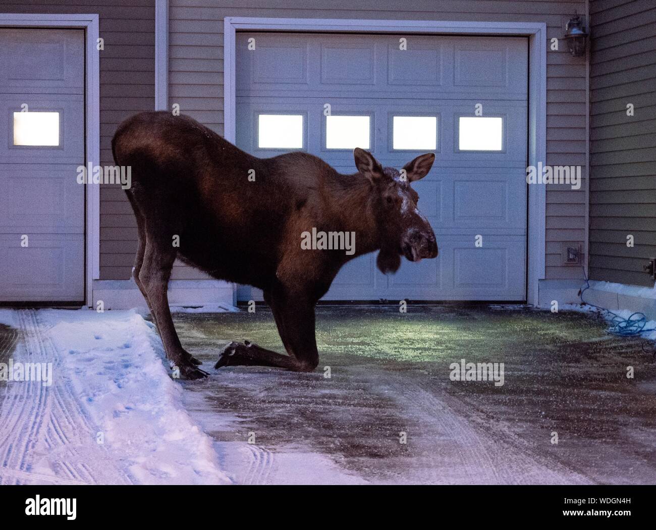 Moose on side of road hi-res stock photography and images - Alamy