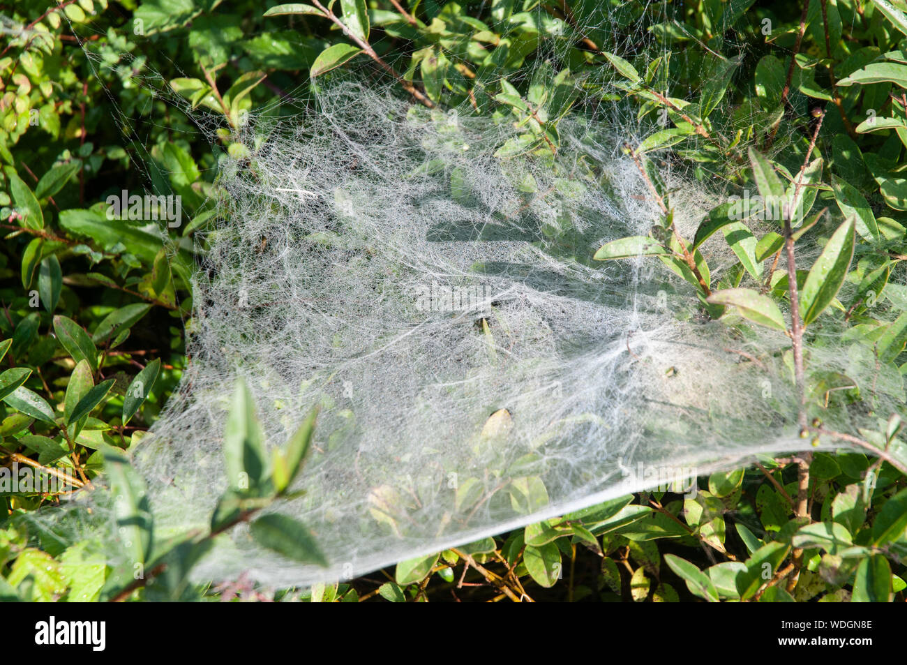 spider web in hedge with dew drops in morning sunlight Stock Photo - Alamy