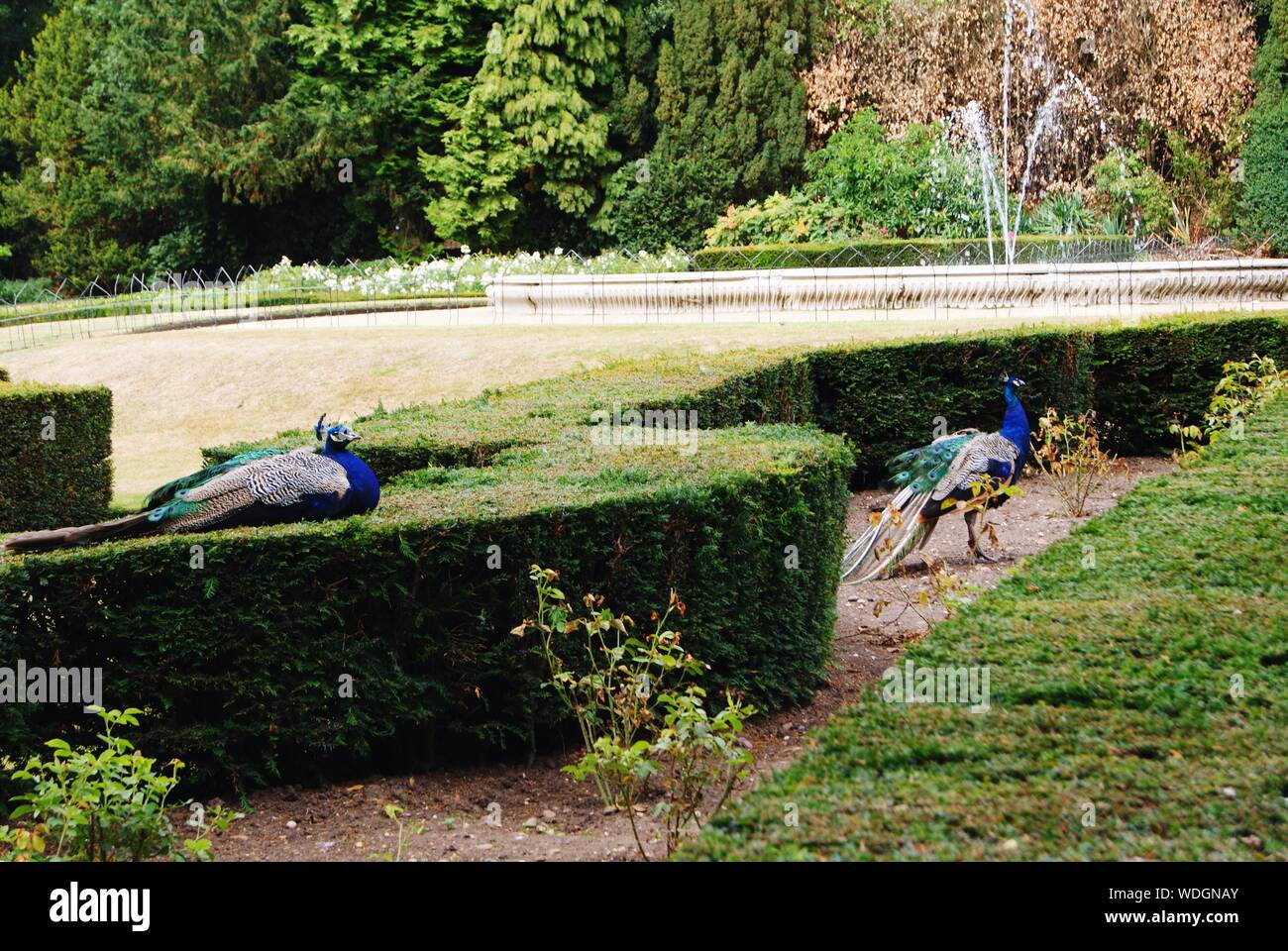 Peacocks garden hi-res stock photography and images - Alamy