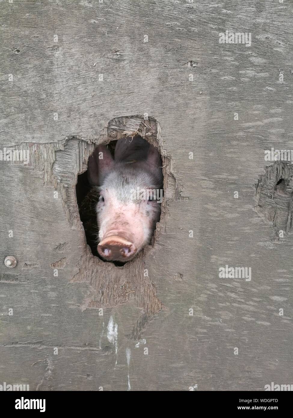 Pig Peeking High Resolution Stock Photography and Images - Alamy
