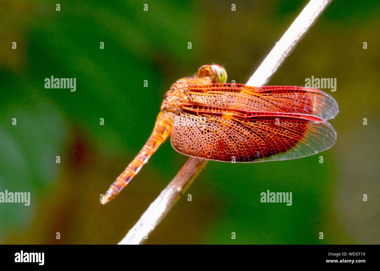 Orange dragonfly hi-res stock photography and images - Alamy