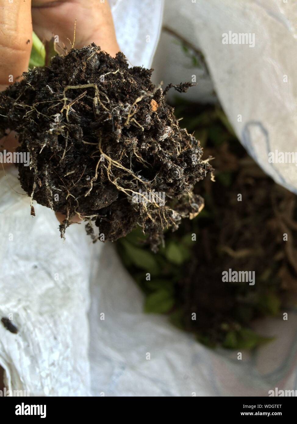 Roots image hi-res stock photography and images - Alamy