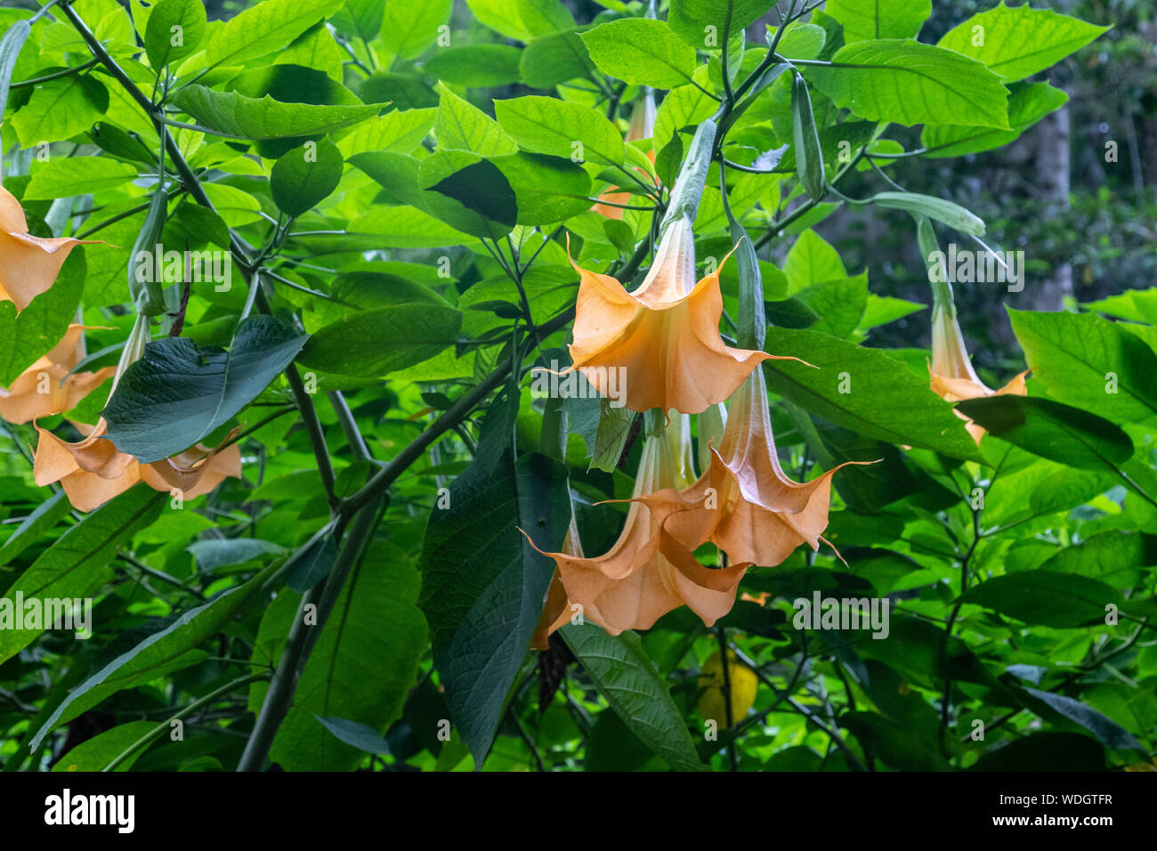 Yellow / orange angel trumpet flowers in the interior of the island ...