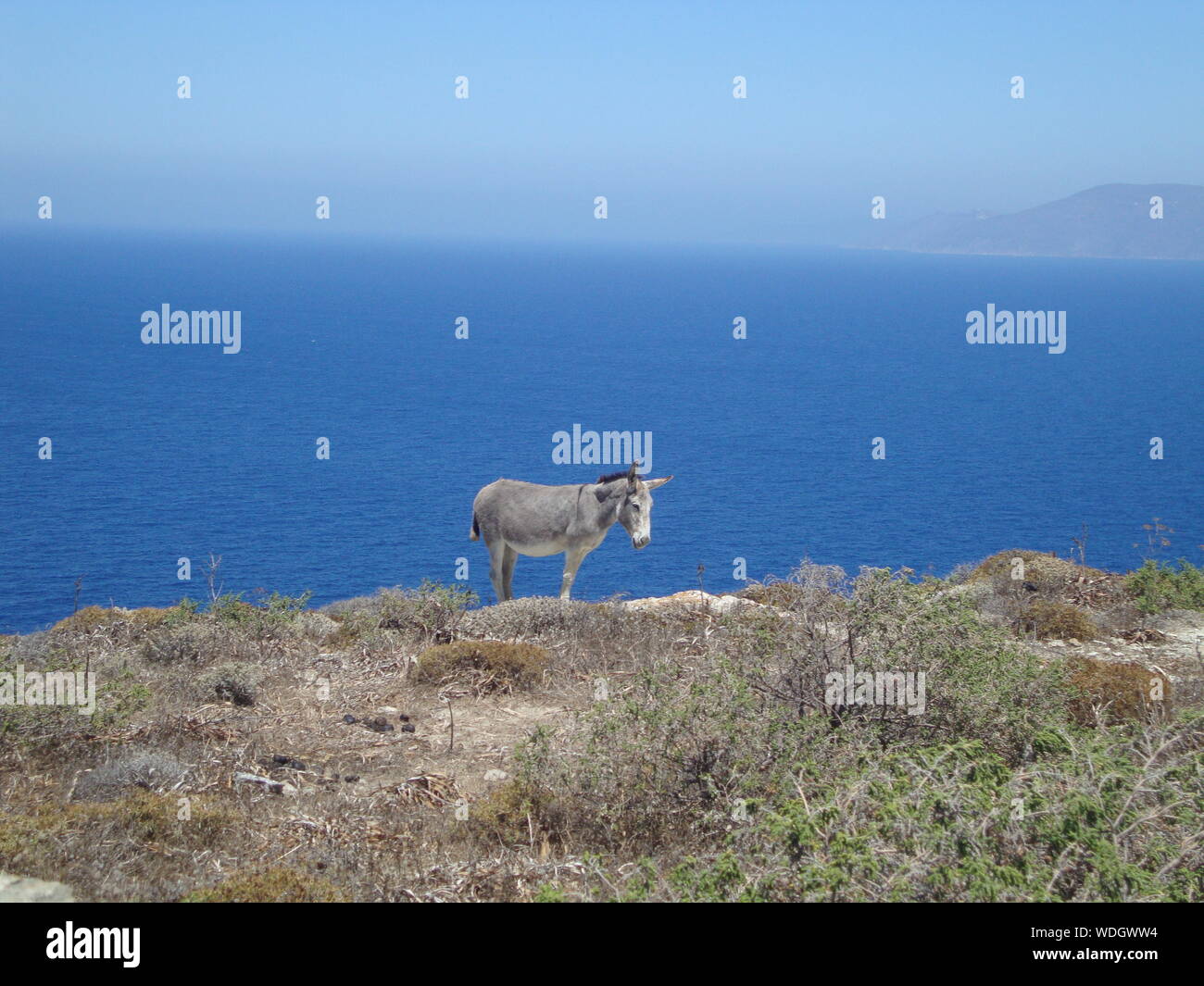 Donkey sea animal hi-res stock photography and images - Alamy