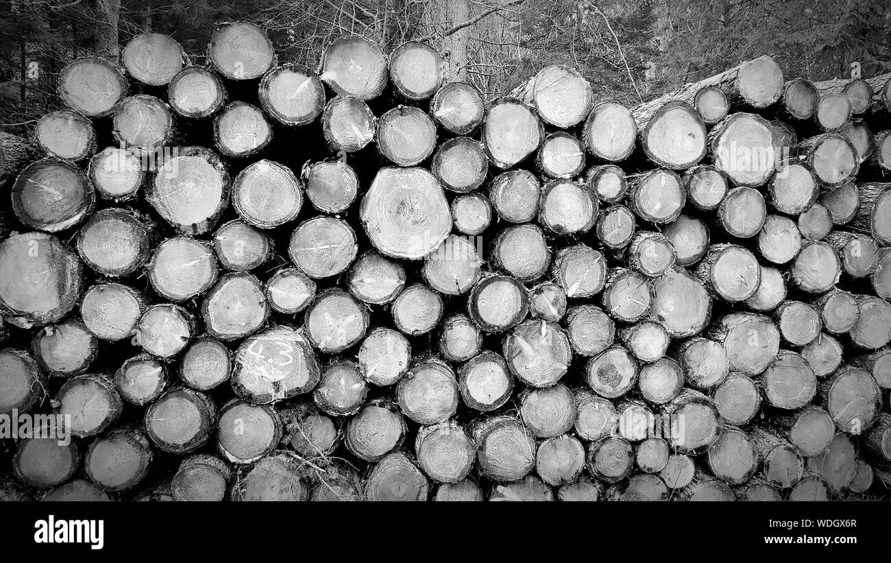 Forest deforestation Black and White Stock Photos & Images - Alamy