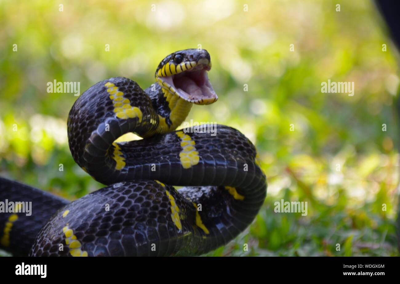 Close up alert snake mouth open hi-res stock photography and images - Alamy