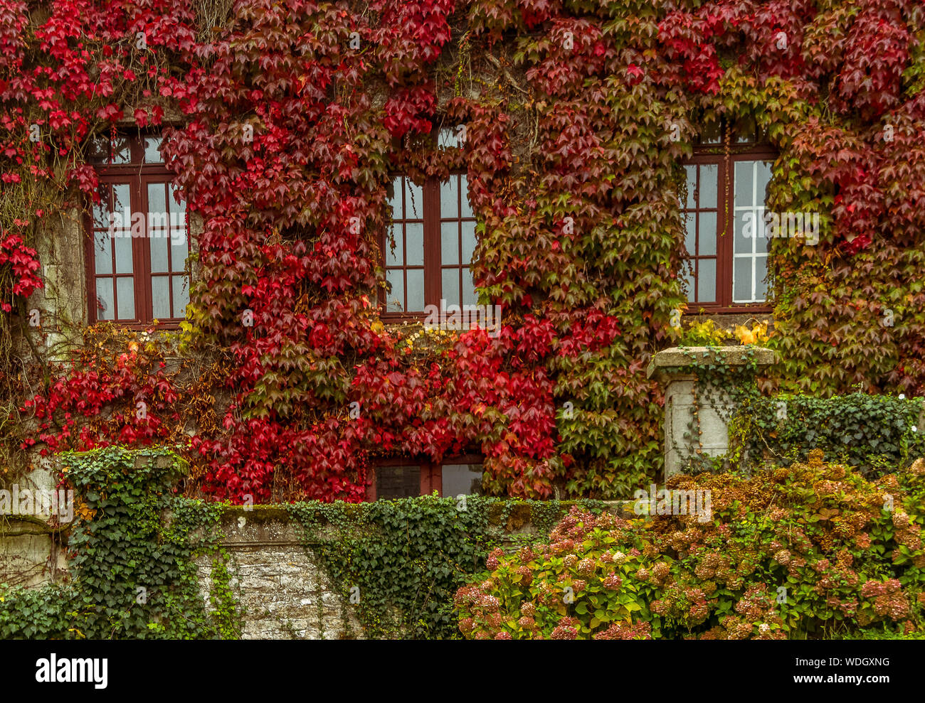 Rochefort-en-Terre, facade with virgin grapevine Stock Photo - Alamy