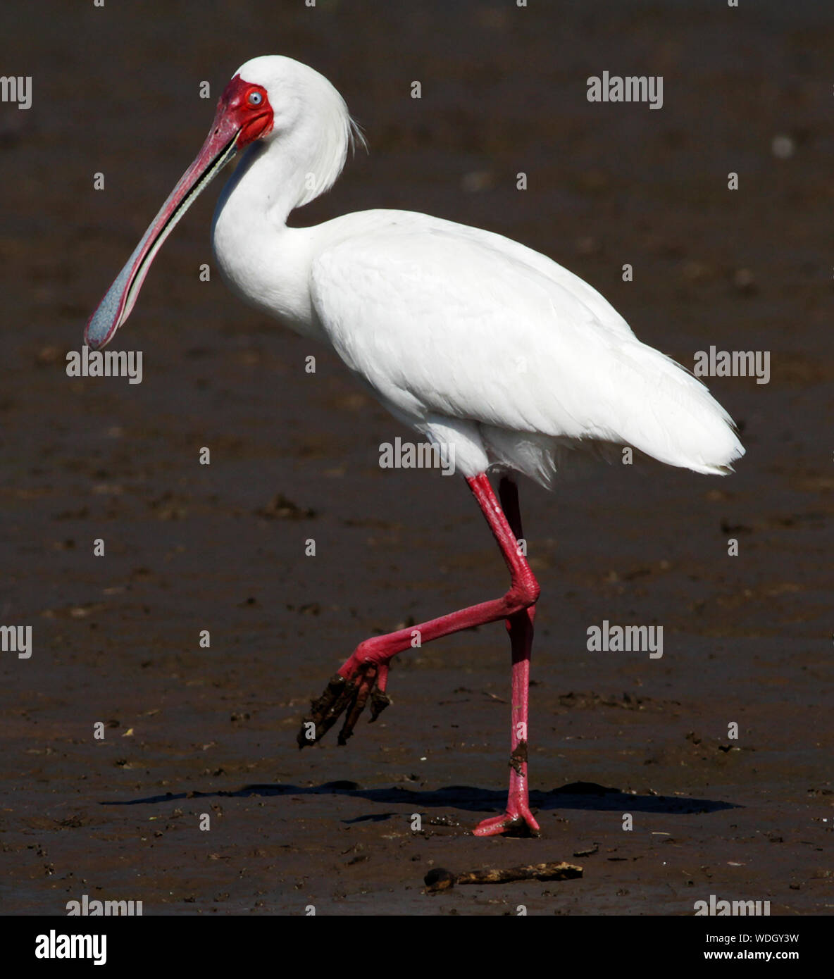 The unique bill shape gives the African Spoonbill its name. Specially ...