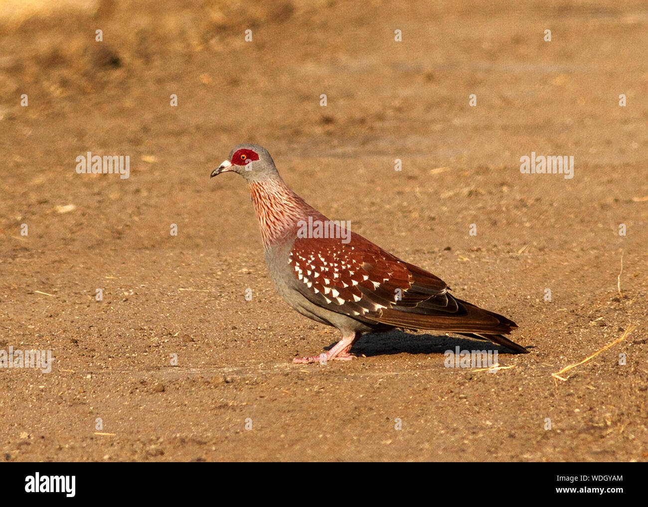 Also known as the Rock Pigeon, the Speckled Pigeon is often associated ...