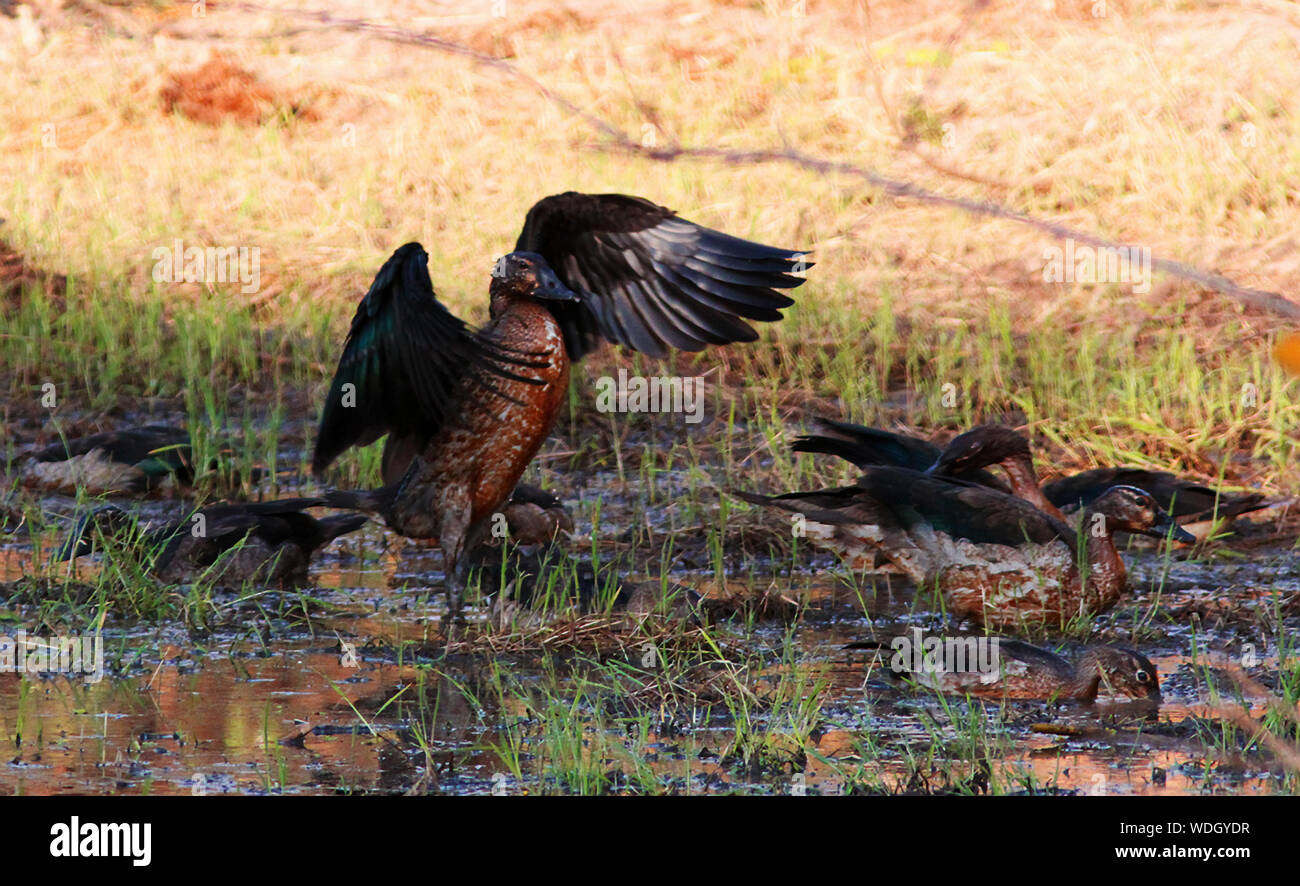 The Spur-winged Goose is the largest of the African duck family. They ...
