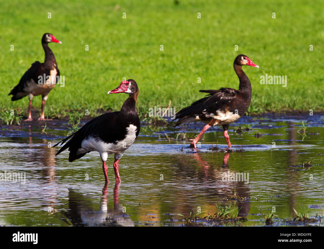 The Spur-winged Goose is the largest of the African duck family. They ...