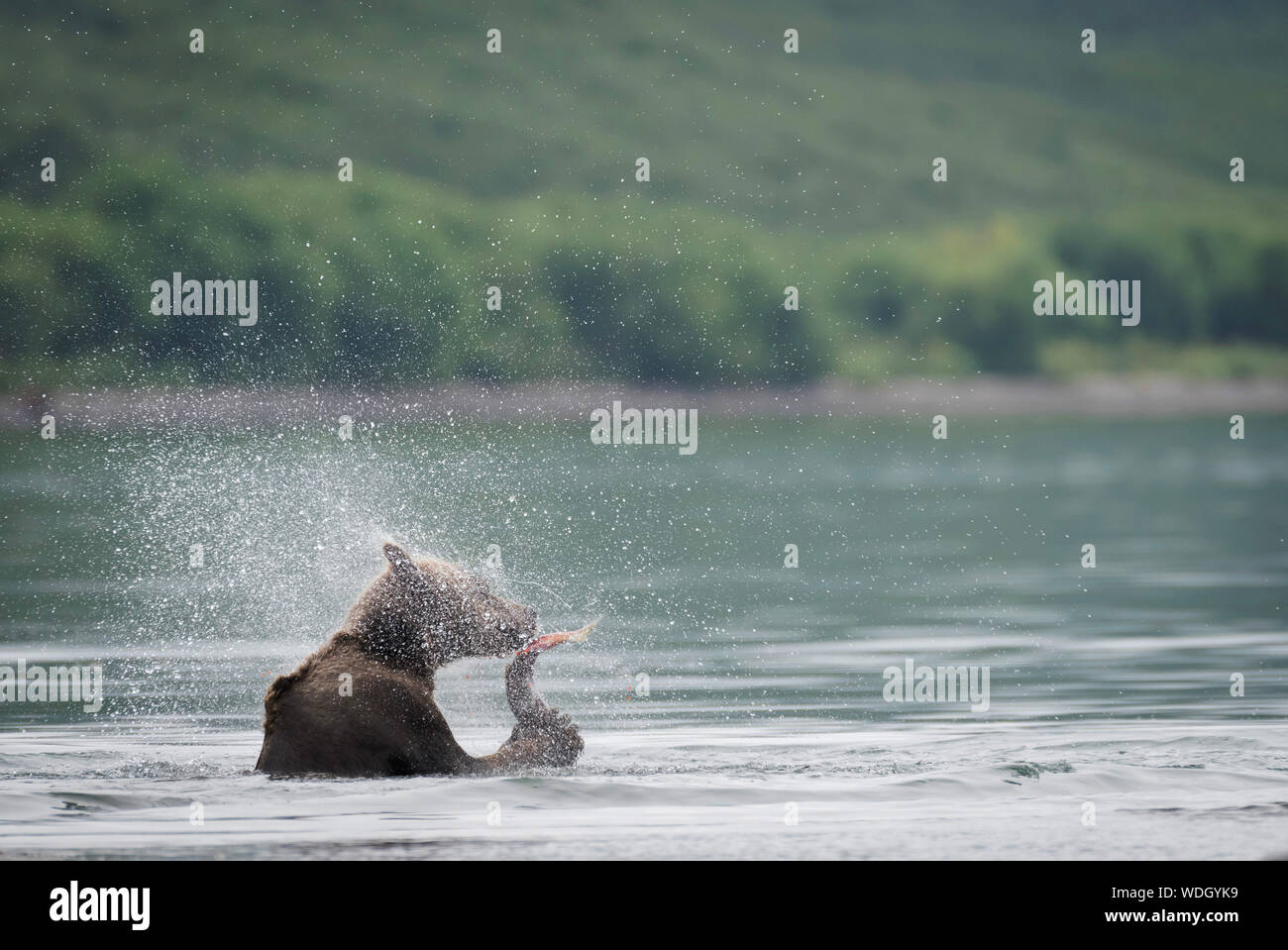 Bear at water hi-res stock photography and images - Alamy