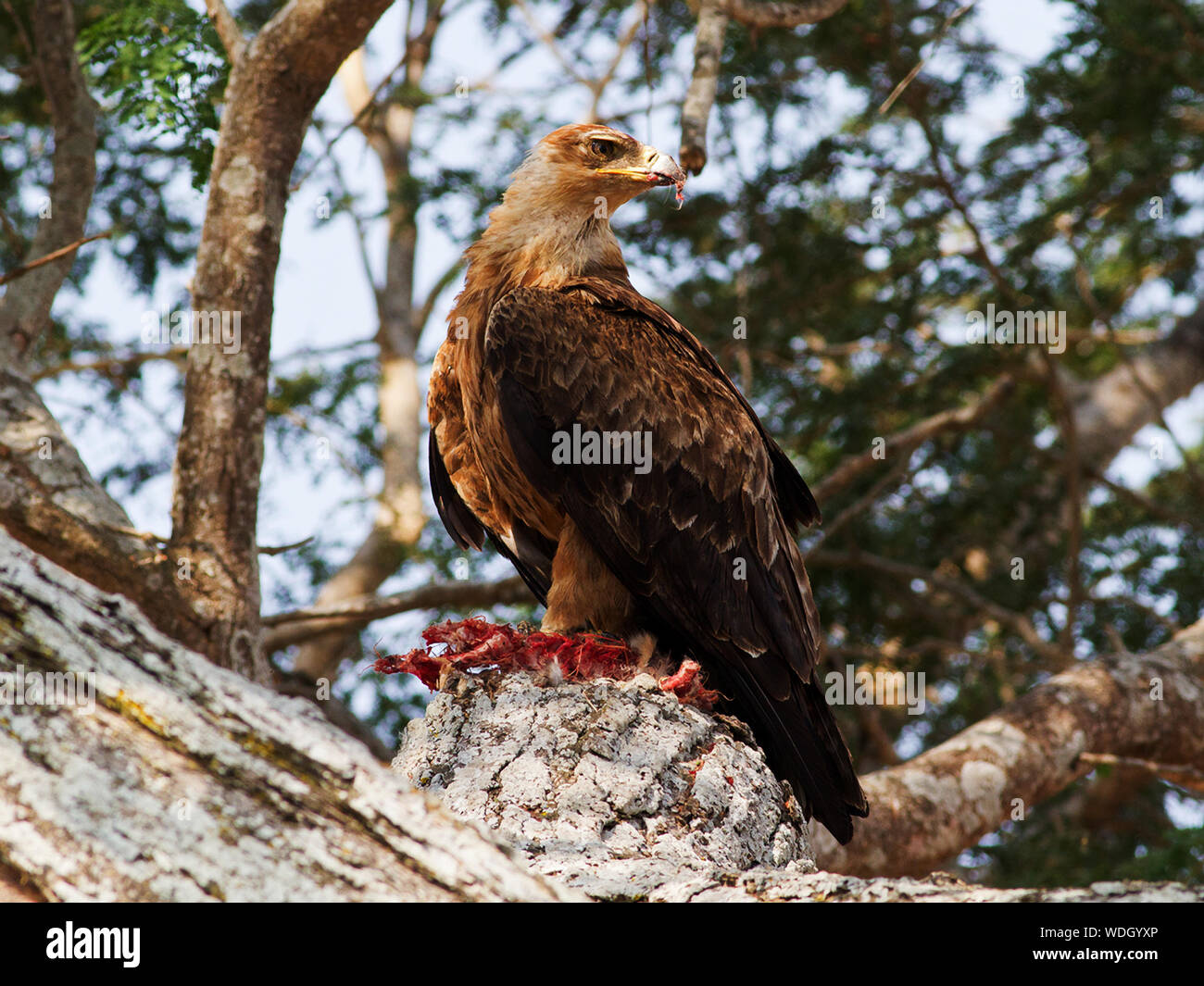 The most common and widespread of the large brown eagles of Africa, the ...