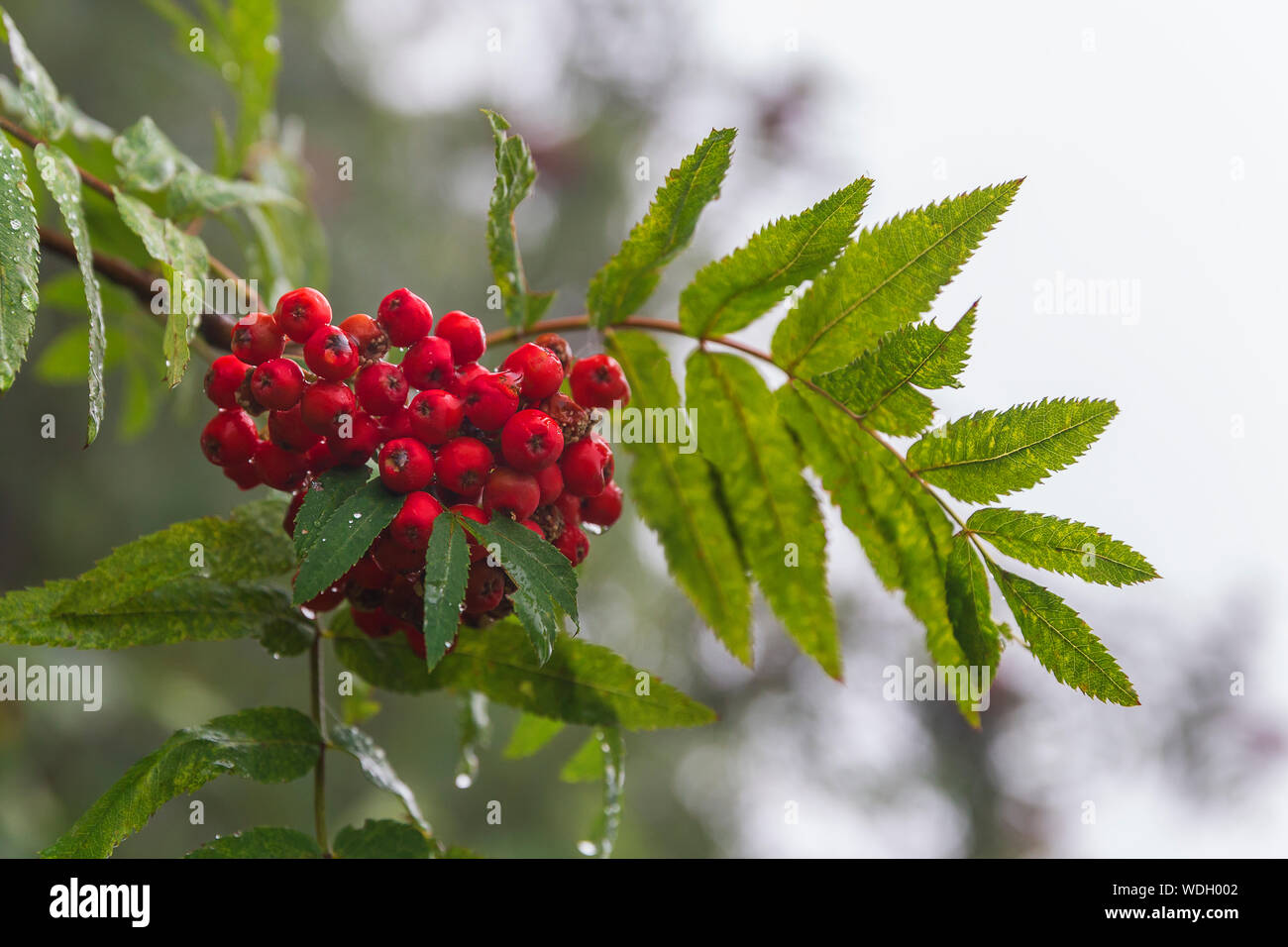 Forest rowan branch after rain Stock Photo - Alamy