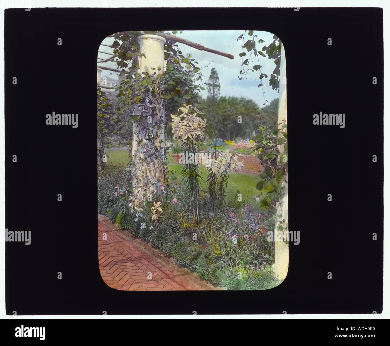 George Warrington Curtis house, Southampton, New York. Lilies by ...