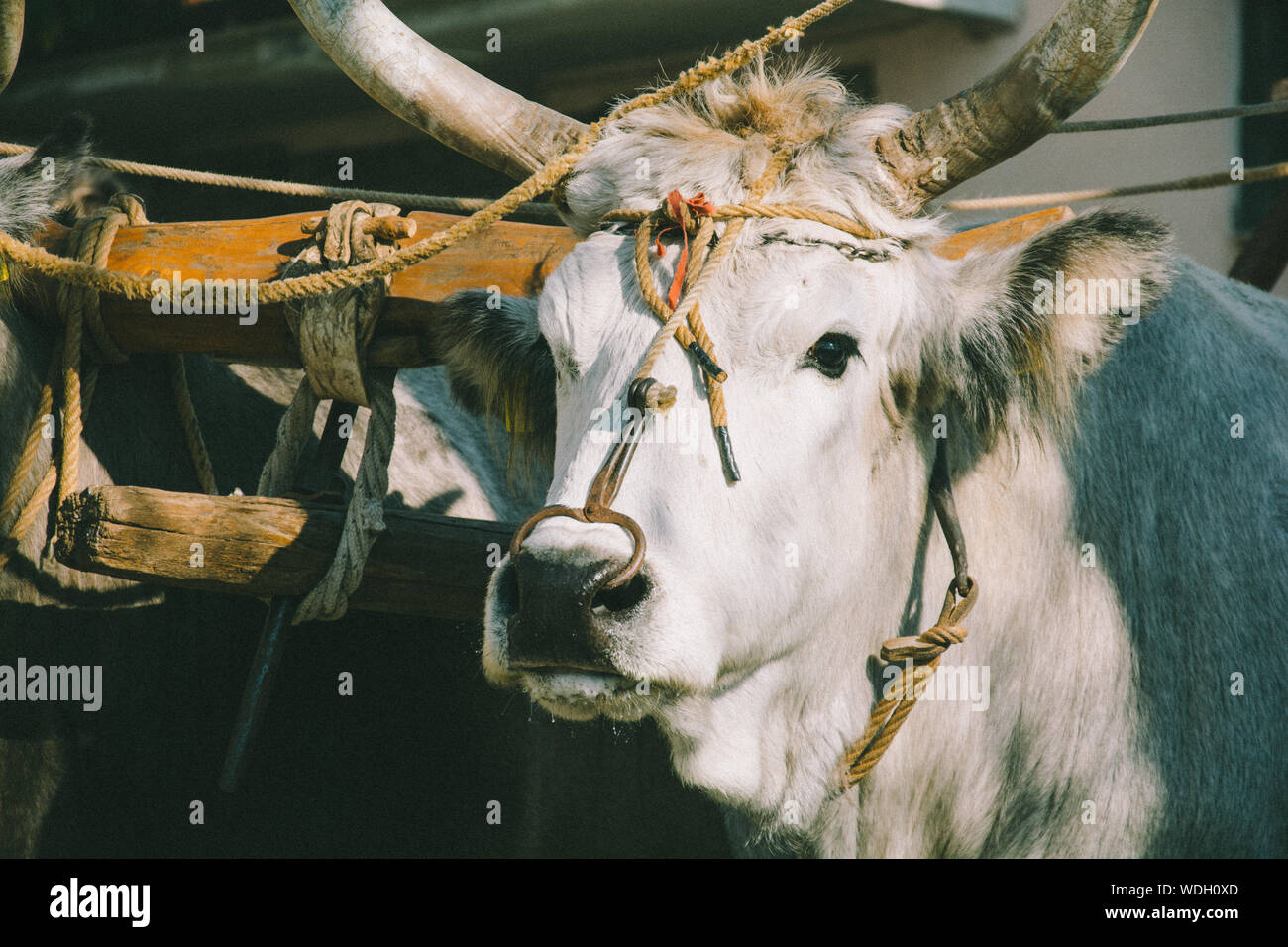 Ox close hi-res stock photography and images - Alamy