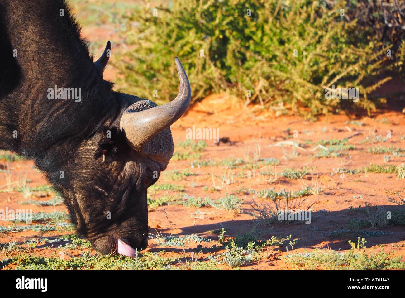 African safari grazing hi-res stock photography and images - Alamy