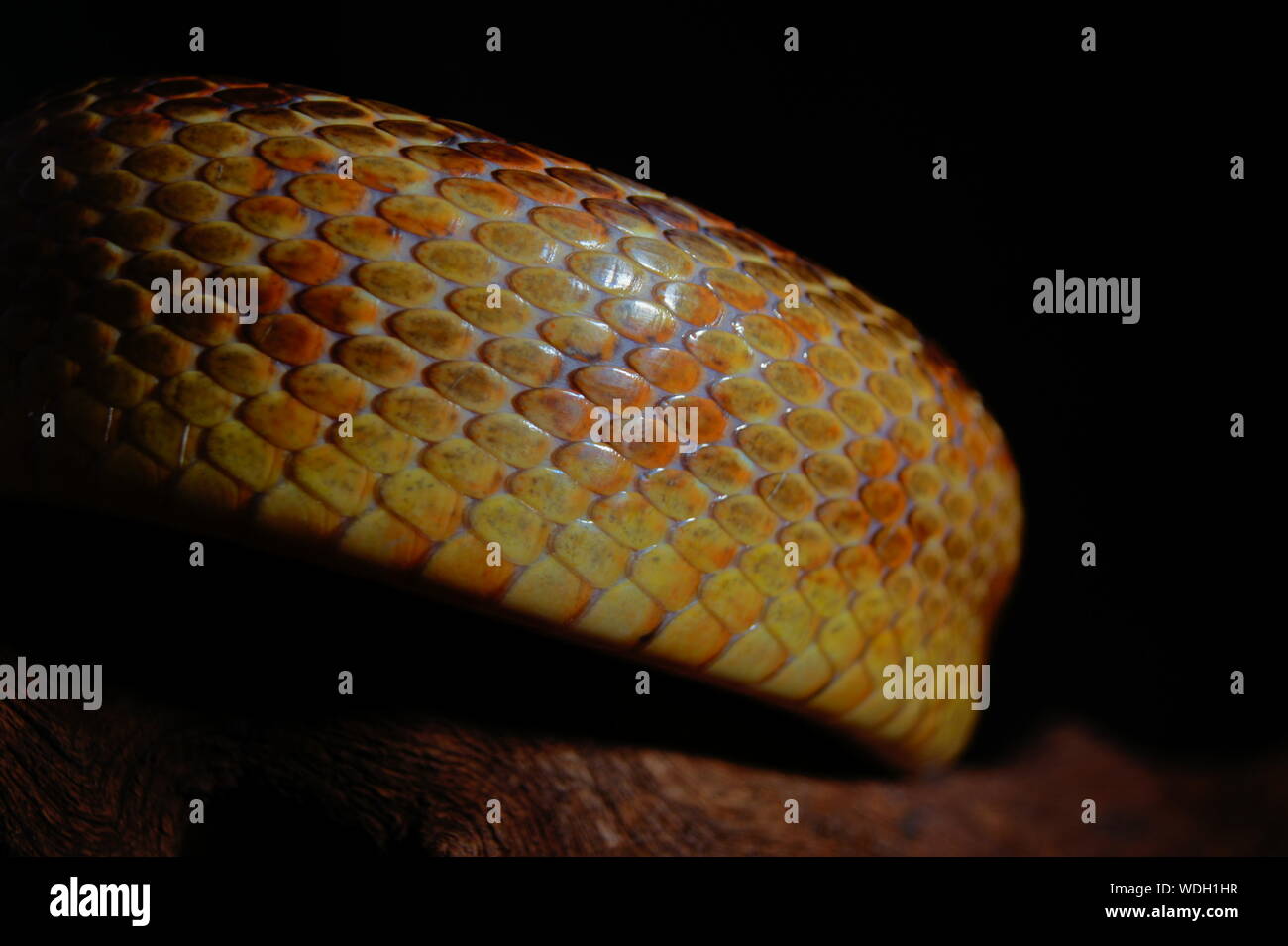 Rat snake close up hi-res stock photography and images - Alamy