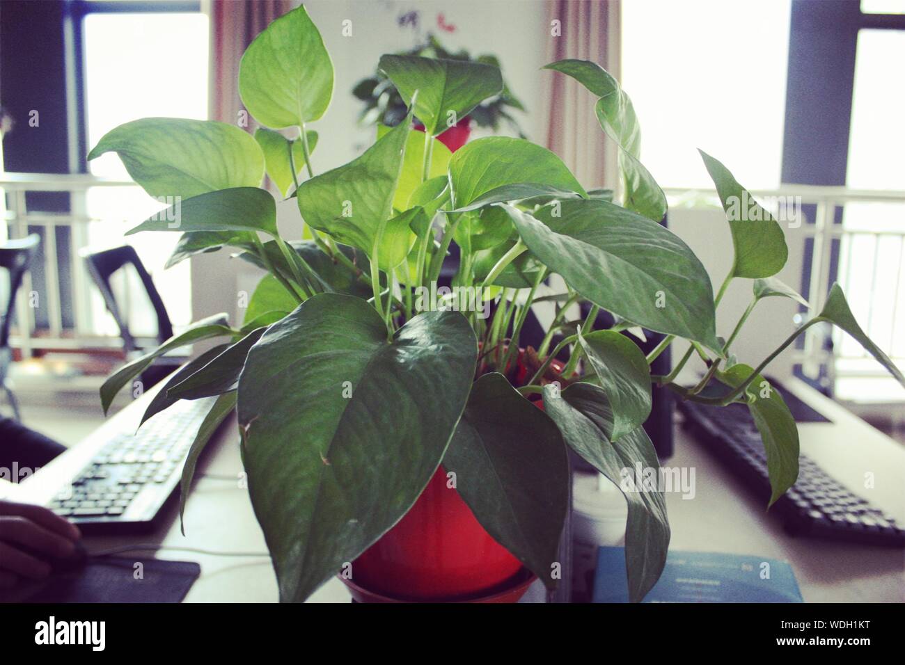 Plant office desk hi-res stock photography and images - Alamy