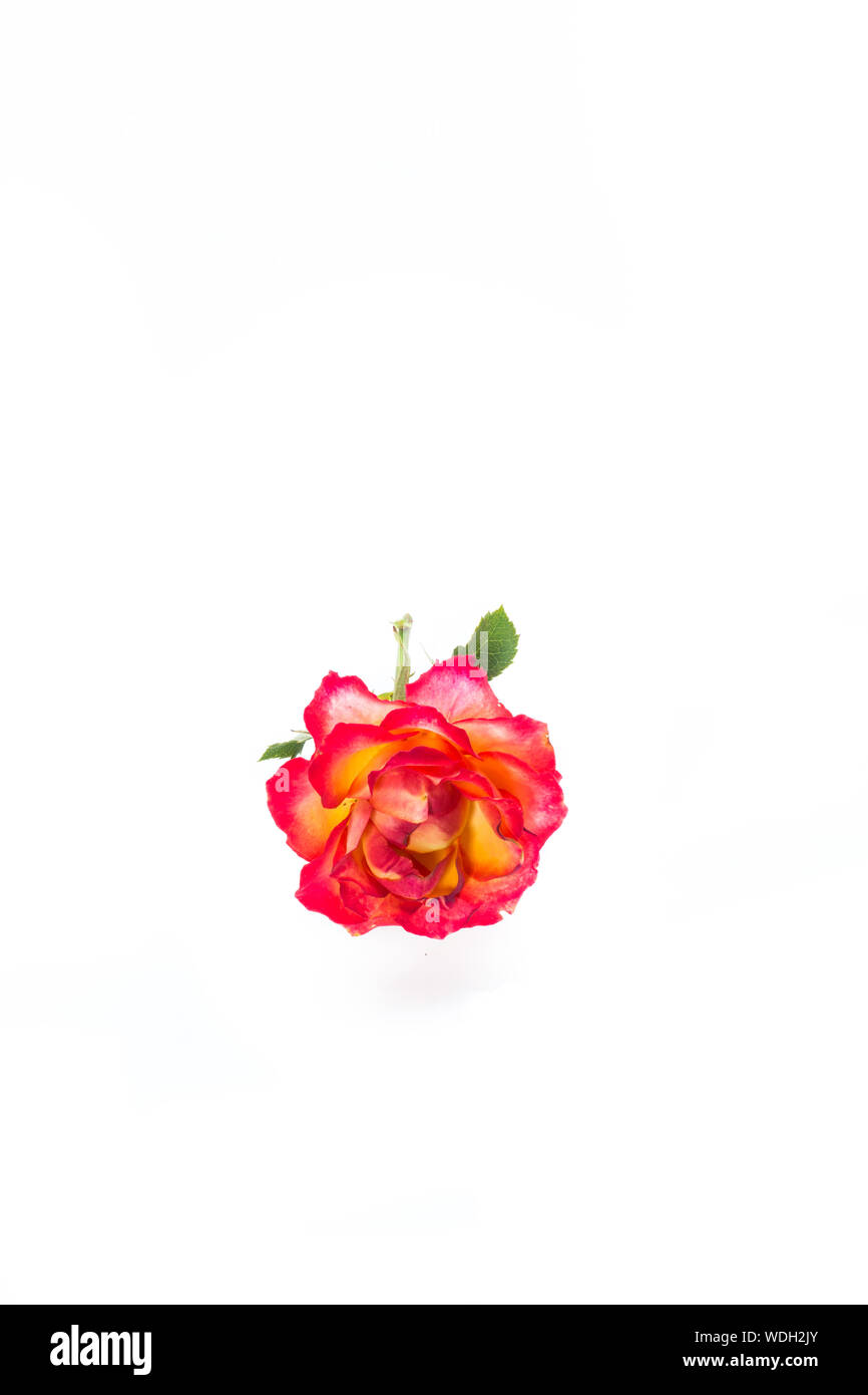 two-tone red-yellow rose close-up isolated on a white Stock Photo - Alamy