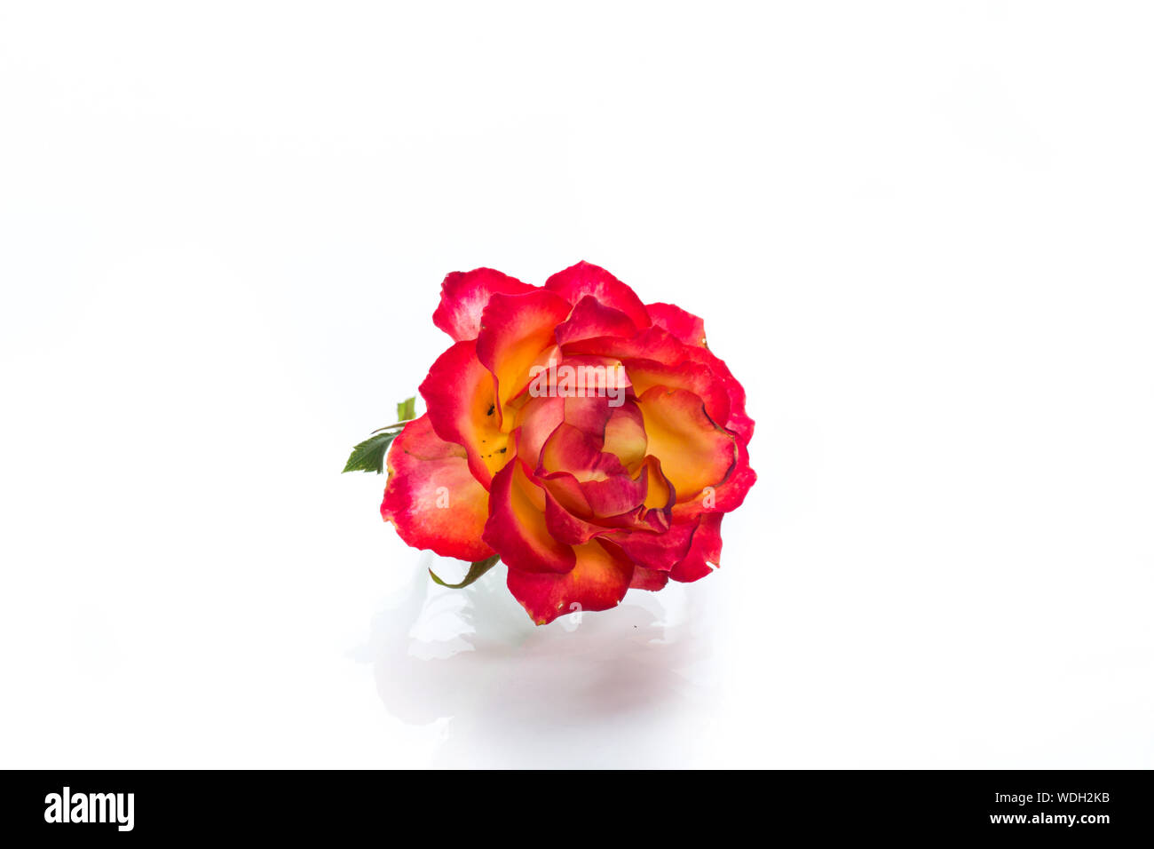 two-tone red-yellow rose close-up isolated on a white Stock Photo - Alamy