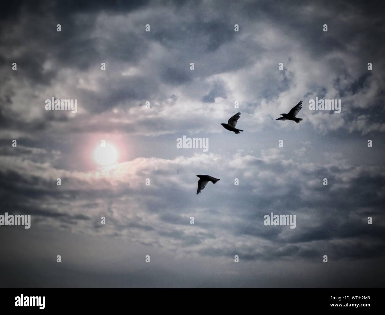 Three Flying Birds High Resolution Stock Photography and Images - Alamy
