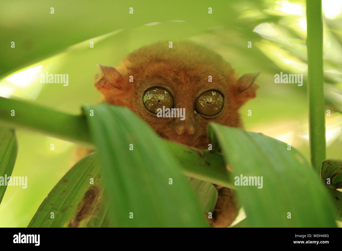 Tarsier Eye High Resolution Stock Photography and Images - Alamy