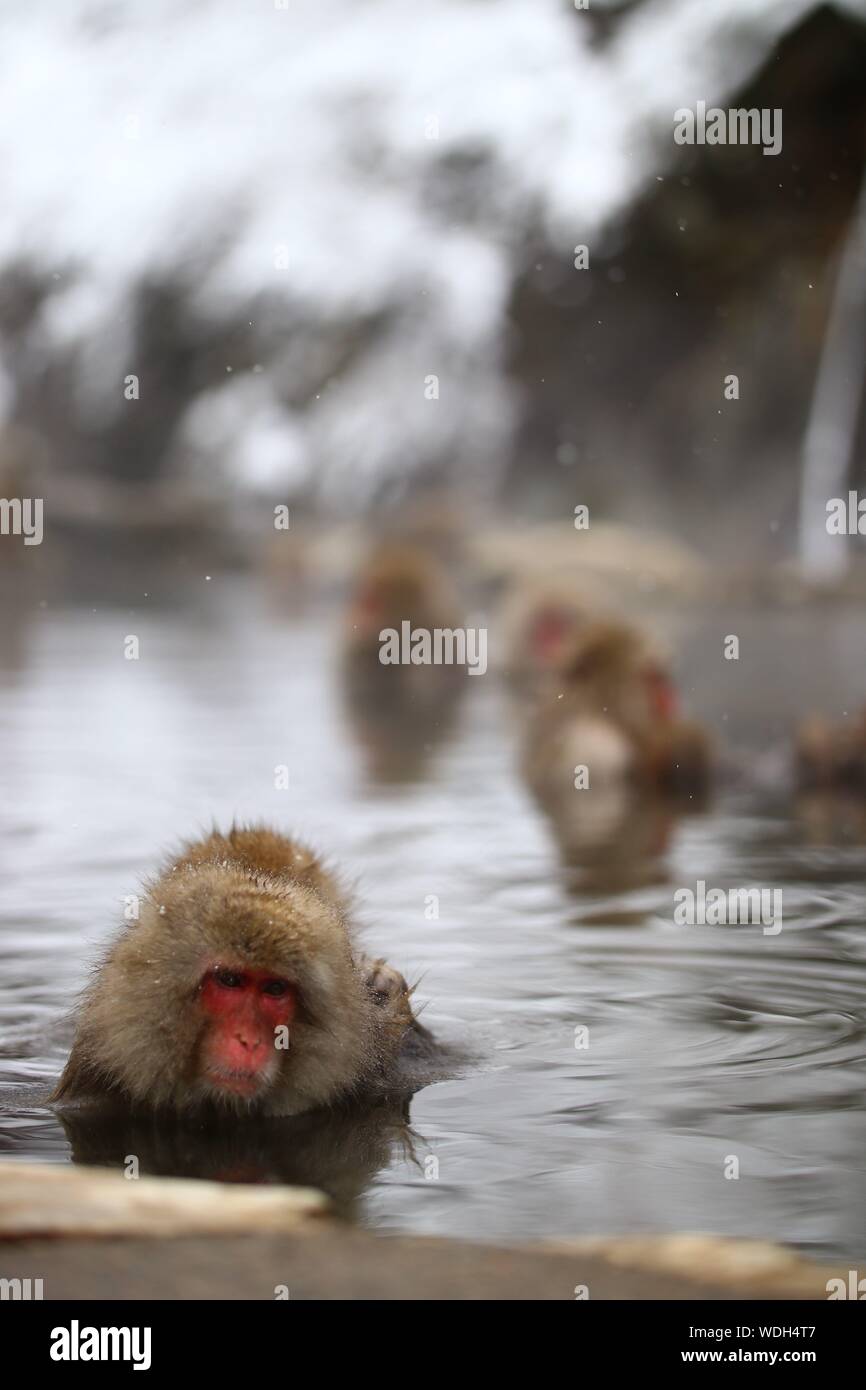 Bathing monkeys hi-res stock photography and images - Alamy