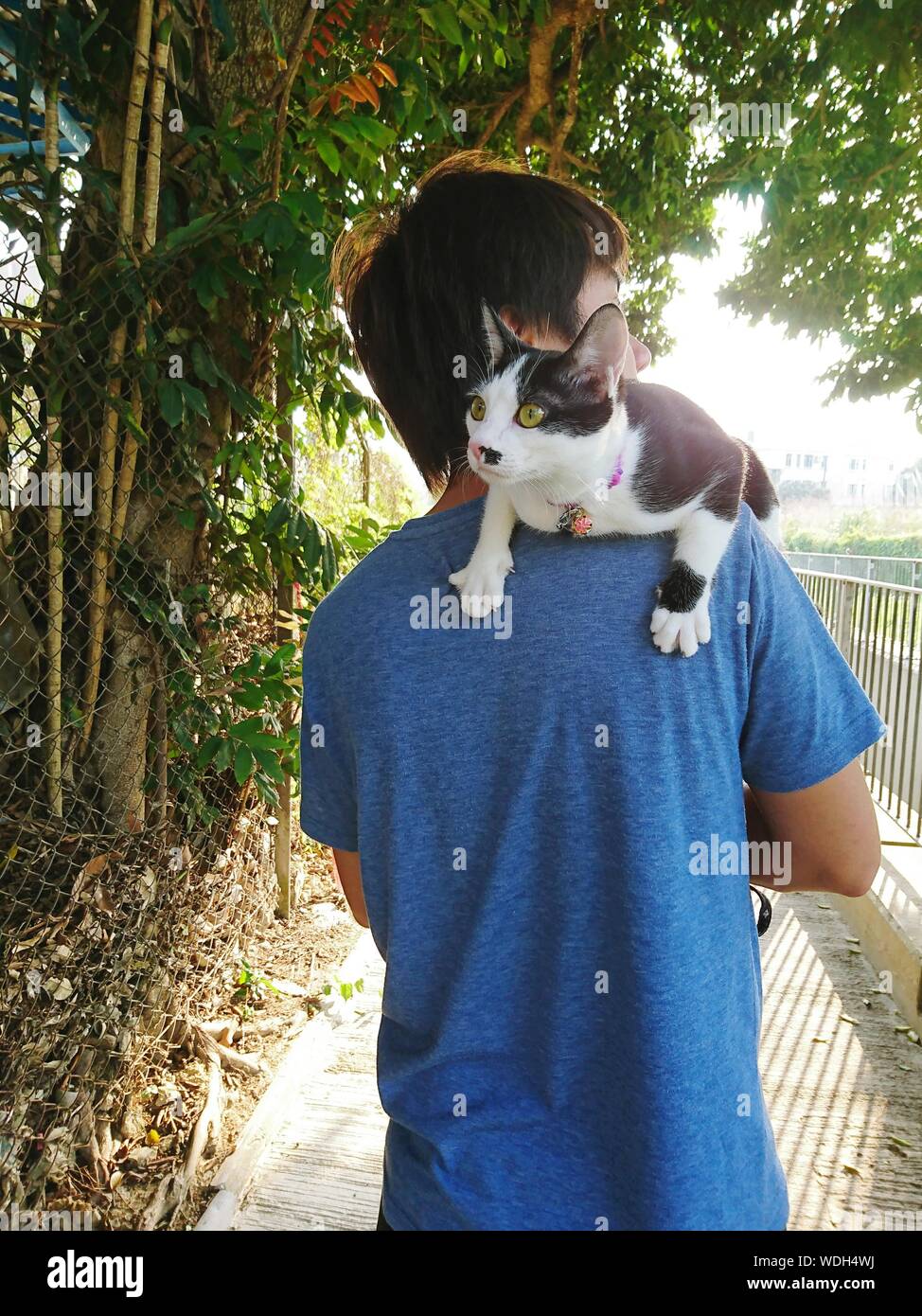 Man walking cat hi-res stock photography and images - Alamy