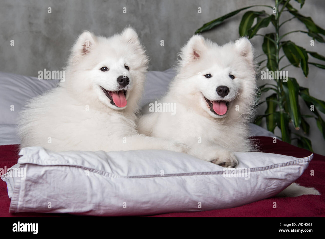 Samoyed sleep hi-res stock photography and images - Alamy