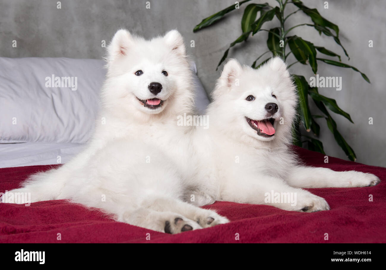 Two samoyed dogs puppies in the red bed on bedroom background Stock ...