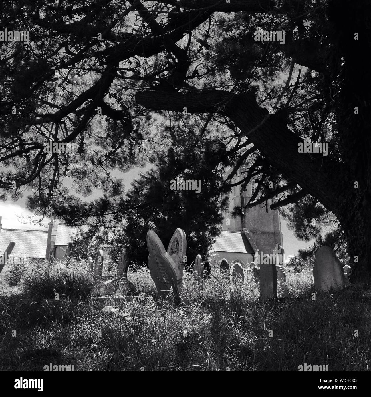 Trees In Graveyard High Resolution Stock Photography and Images - Alamy