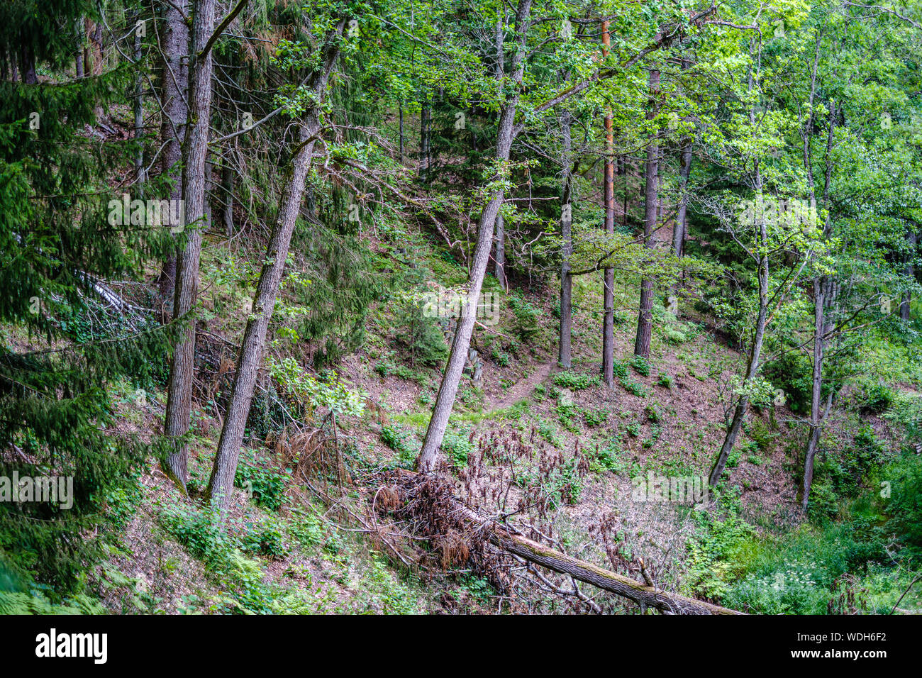 old dry broken tree trunks and stomps in forest summer sunny day Stock ...