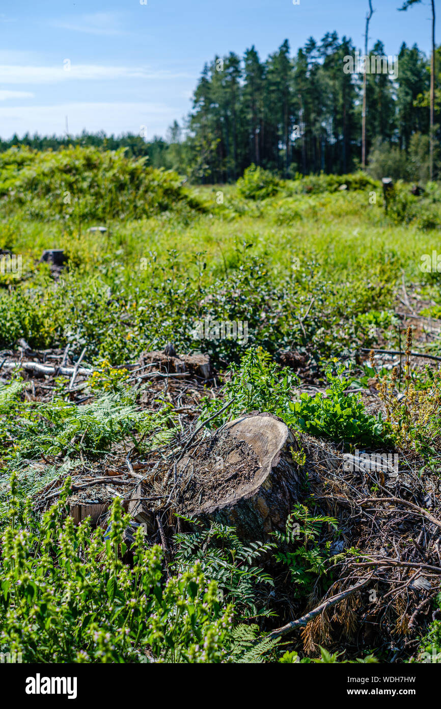 old dry broken tree trunks and stomps in forest summer sunny day Stock ...