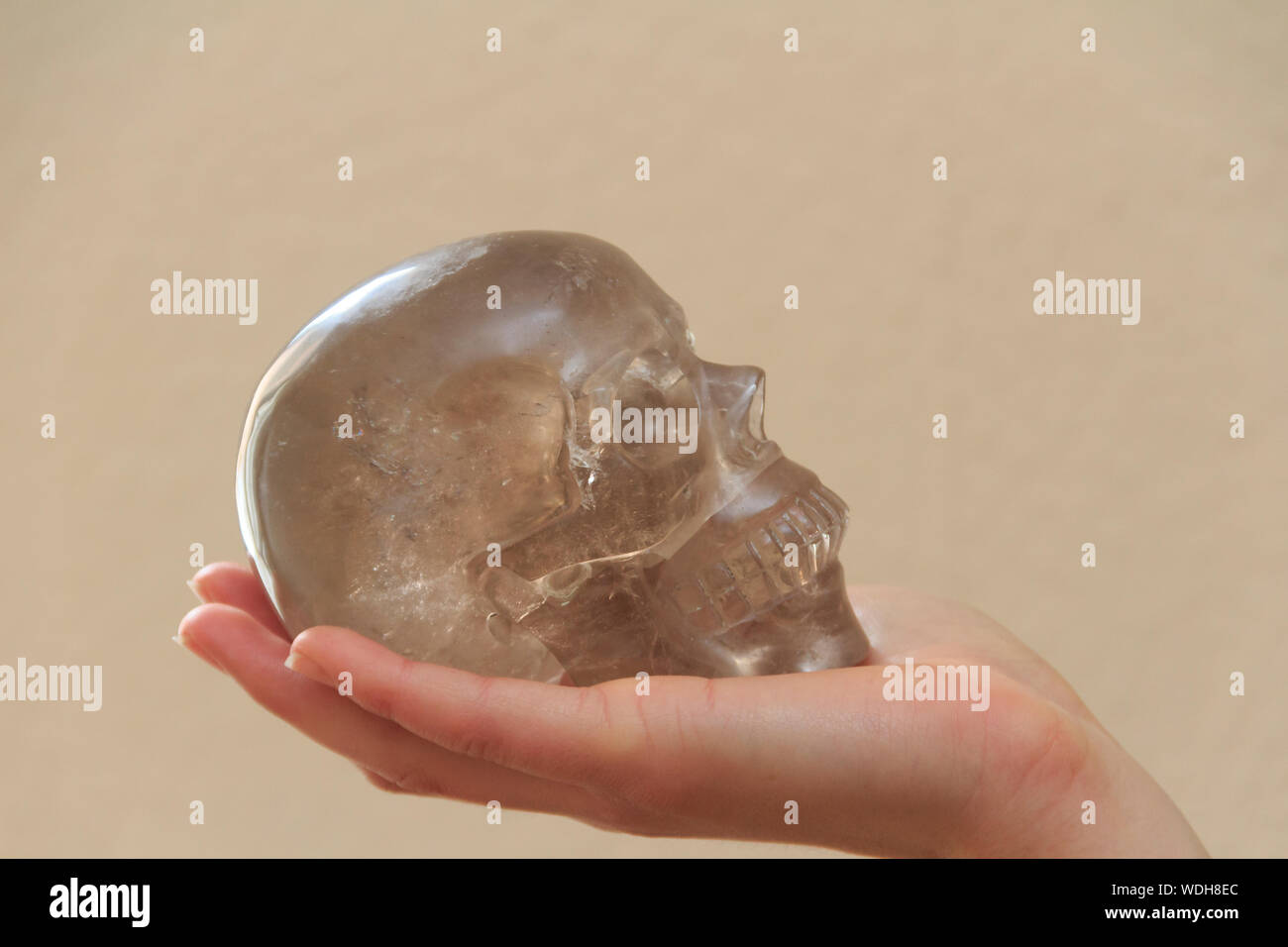 Hand Holding Human Skull High Resolution Stock Photography and Images ...