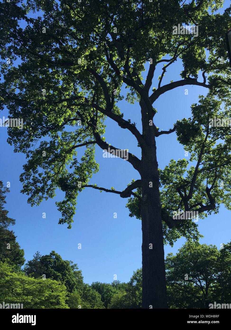 Majestic oak hi-res stock photography and images - Alamy