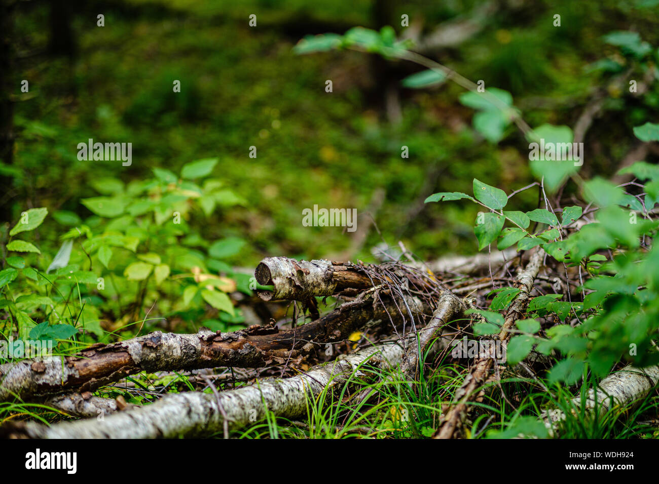 old dry broken tree trunks and stomps in forest summer sunny day Stock ...
