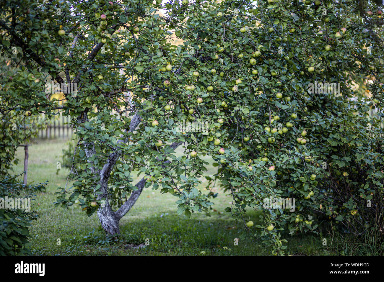 apple tree full with harvest ready tasty fruits in autumn country ...