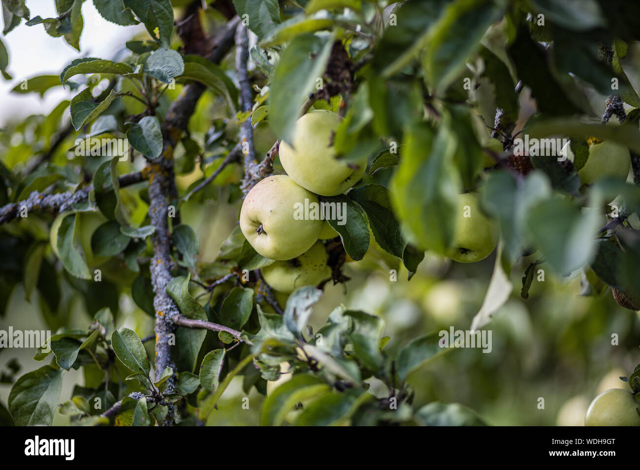 apple tree full with harvest ready tasty fruits in autumn country ...