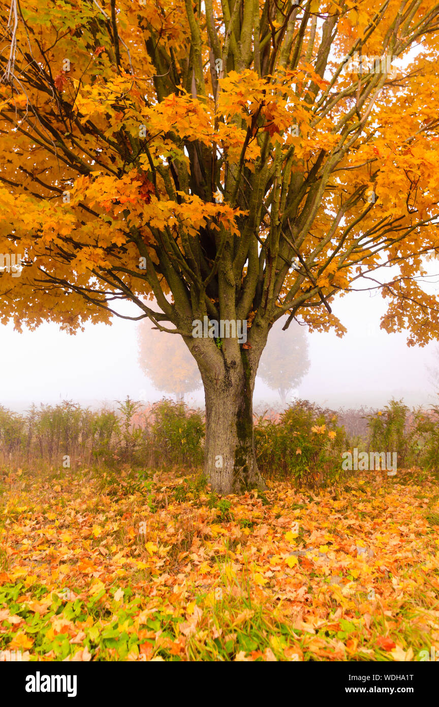 Lone maple tree during fall foliage, Stowe Vermont, USA Stock Photo - Alamy