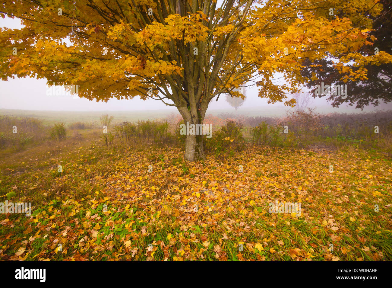 Lone maple tree during fall foliage, Stowe Vermont, USA Stock Photo - Alamy