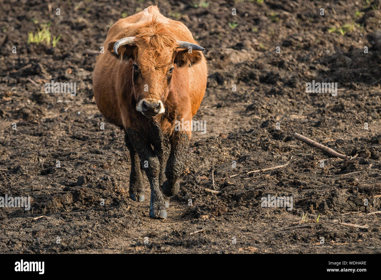 Muddy cow hi-res stock photography and images - Alamy