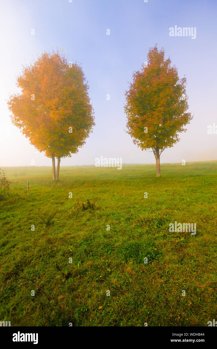 Two Maple Trees In The Autumn Mist Stowe Vermont Usa Stock Photo Alamy