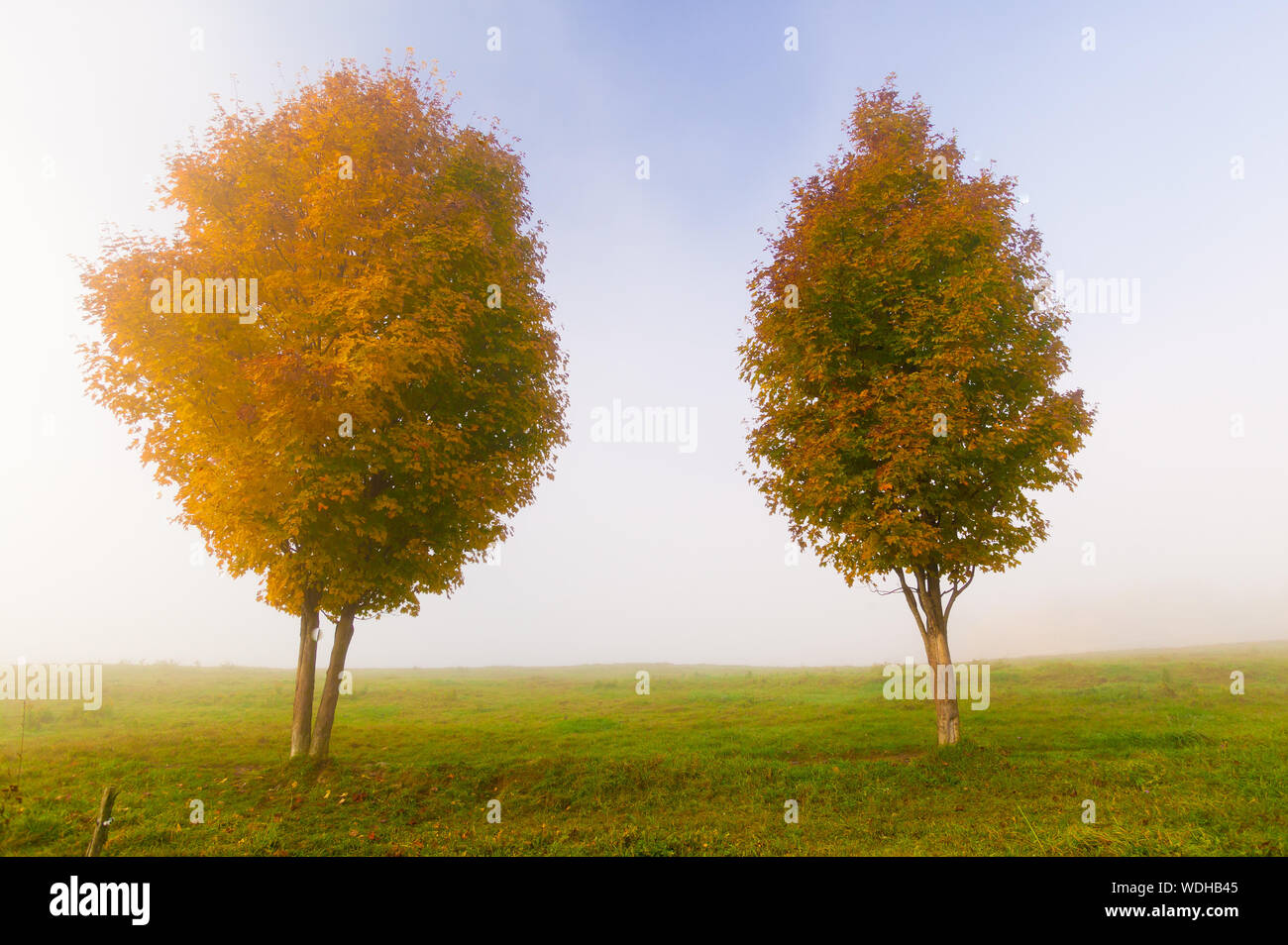 Two maple trees in the autumn mist, Stowe, Vermont, USA Stock Photo - Alamy